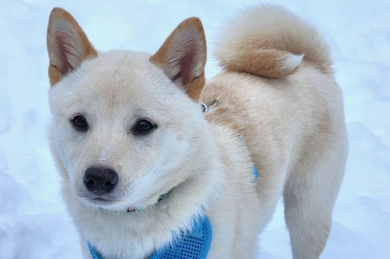 Is My Shiba Inu White or Cream? Understanding the Beautiful White Shiba ...